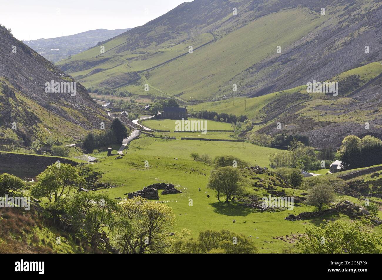 Sheep grid hi-res stock photography and images - Alamy