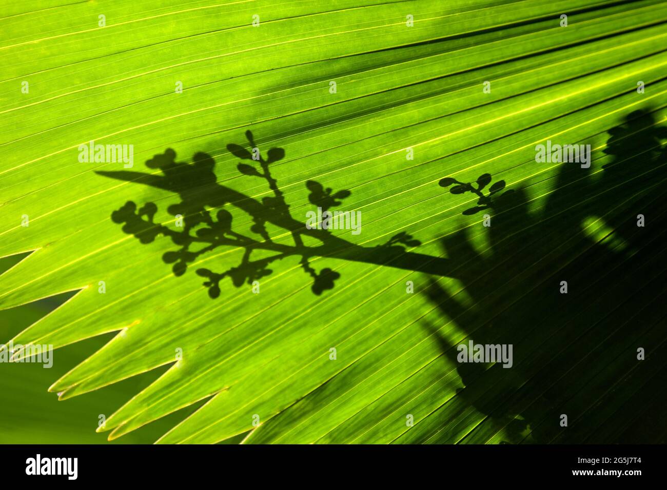 Pritchardia pacifica, Fiji fan palm Stock Photo - Alamy