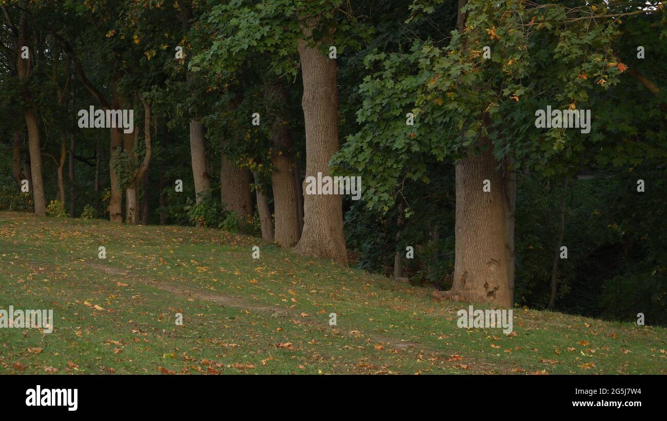 An autumn trees grove view in a scenic landscape. Meadow at the side of ...