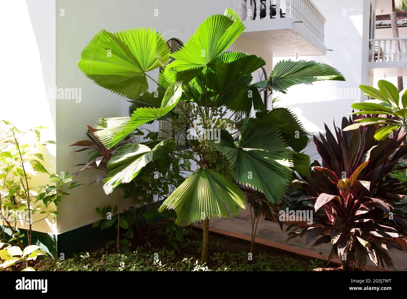 Pritchardia pacifica, Fiji fan palm Stock Photo - Alamy