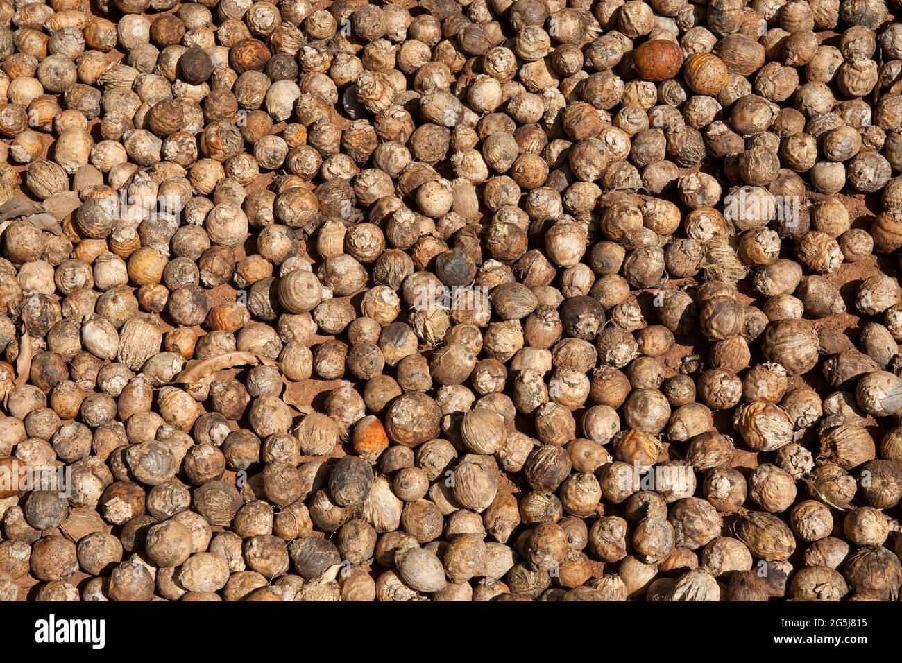 Beetle nuts drying Stock Photo - Alamy