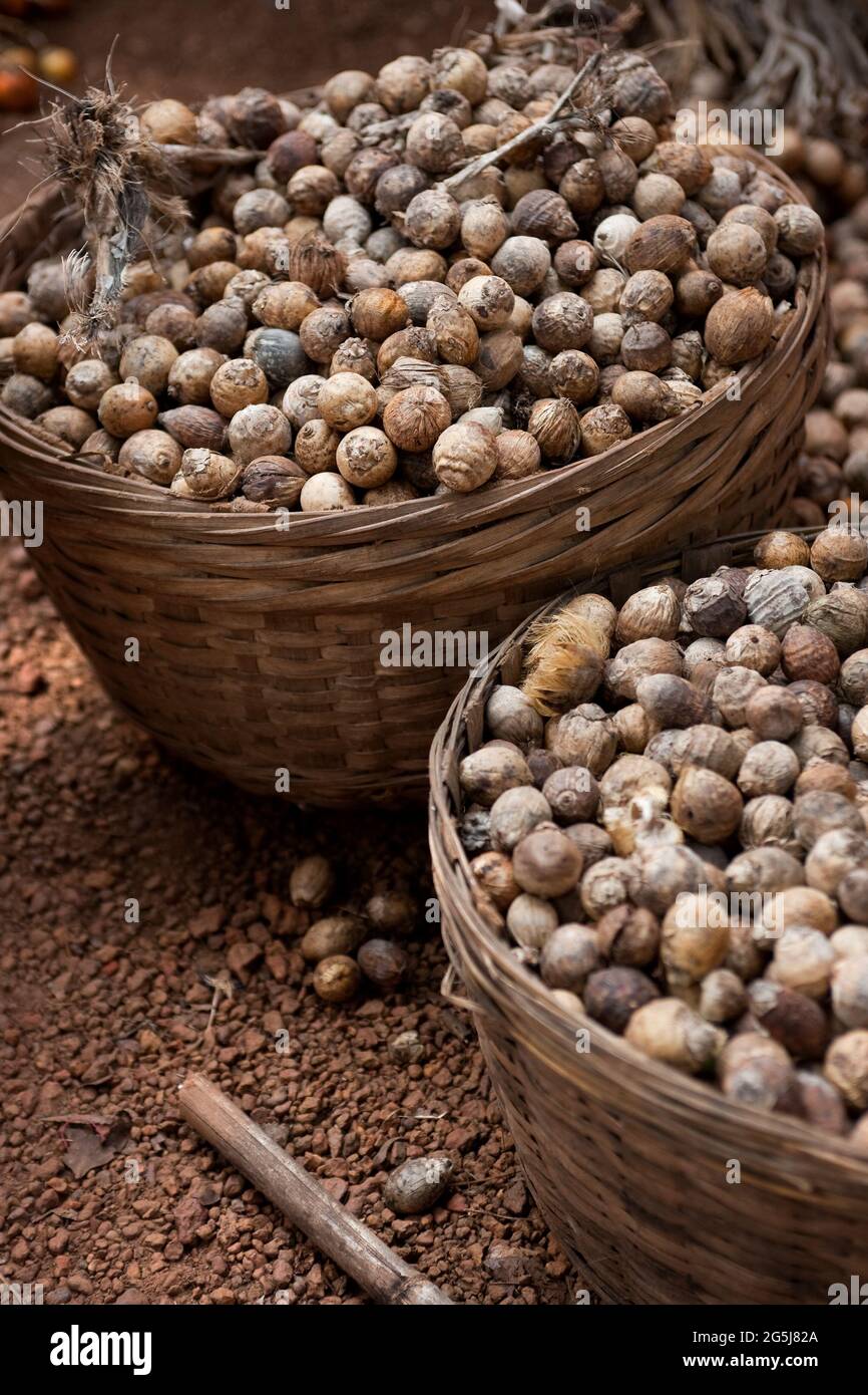 Beetle nuts drying in straw baskets Stock Photo - Alamy