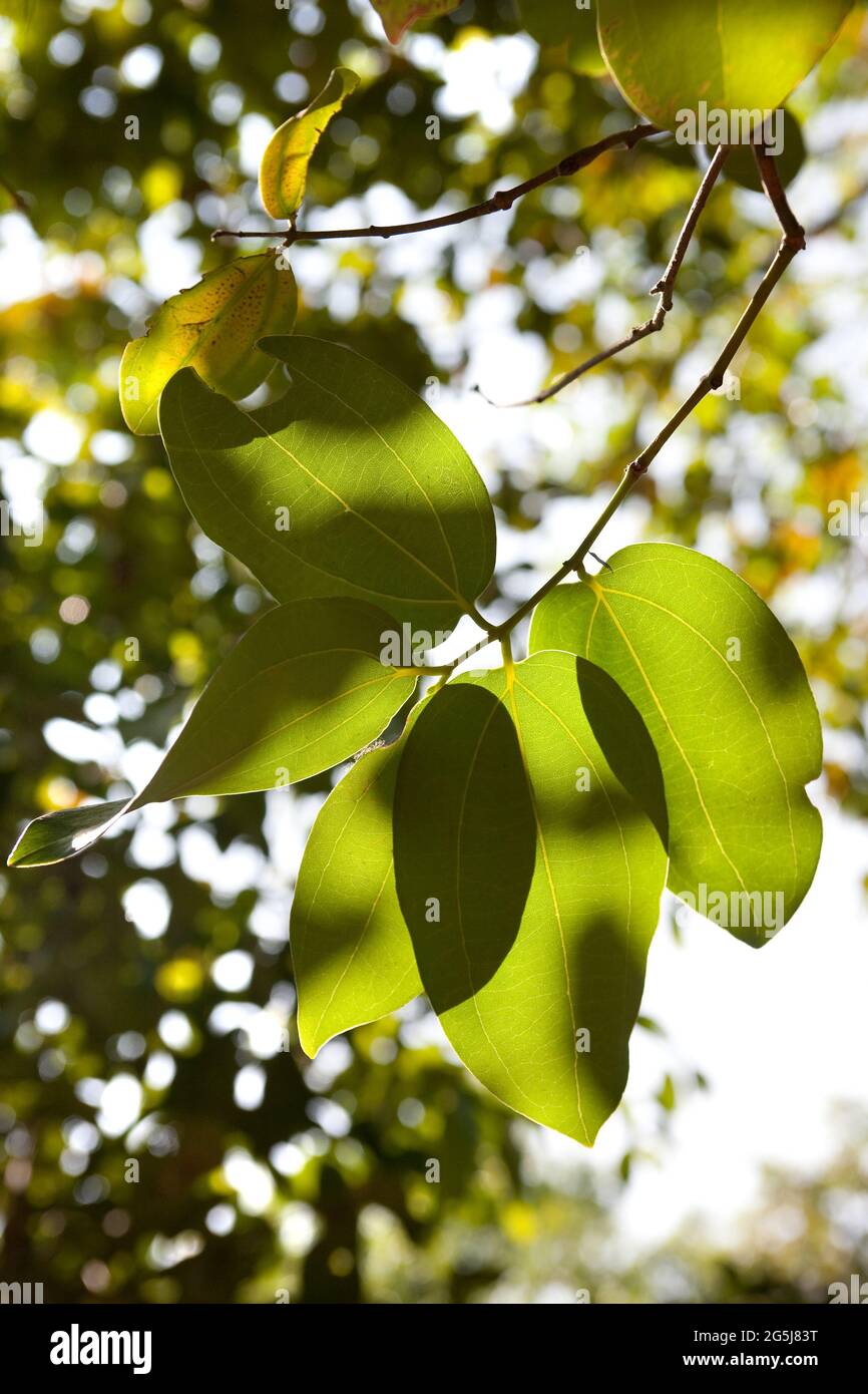 Indian bay leaves cinnamon tree hi-res stock photography and images - Alamy