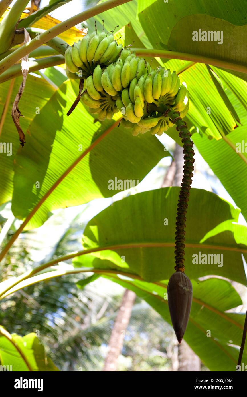 Musa x paradisiaca 'Rajapuri' Stock Photo - Alamy