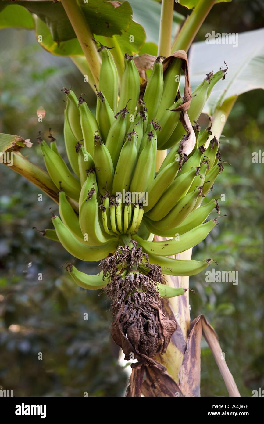 Banana tree bananas musa paradisiaca hi-res stock photography and ...