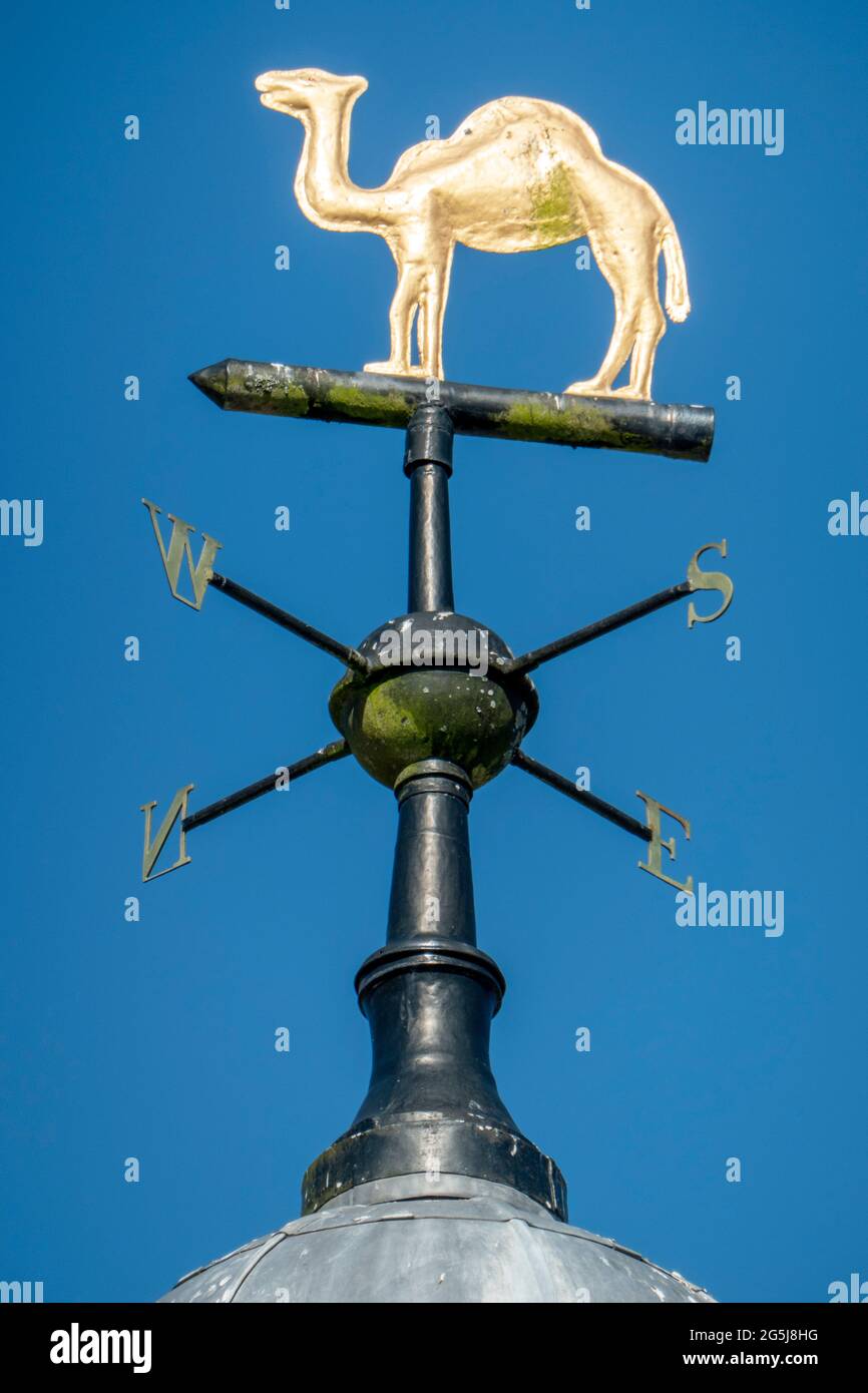 Golden camel weather-vane, which is situated on the top of the Town ...