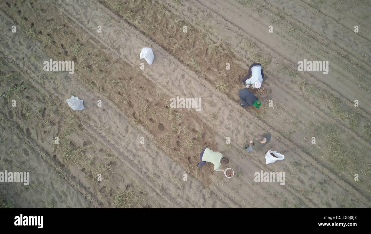 Potato field after tractor quagmire hi-res stock photography and images ...