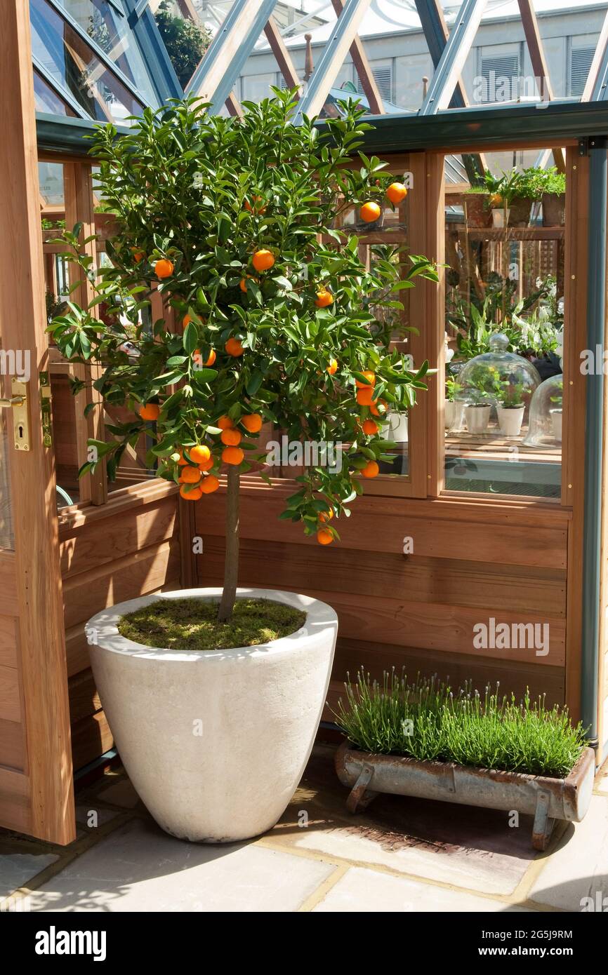 Fruit tree container greenhouse hi-res stock photography and images - Alamy