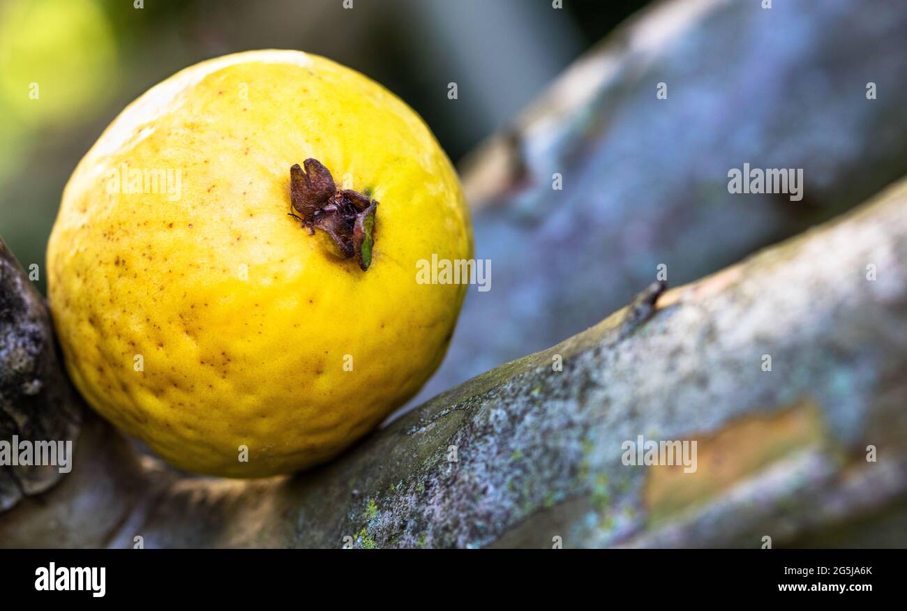 Guava fruit park hi-res stock photography and images - Alamy
