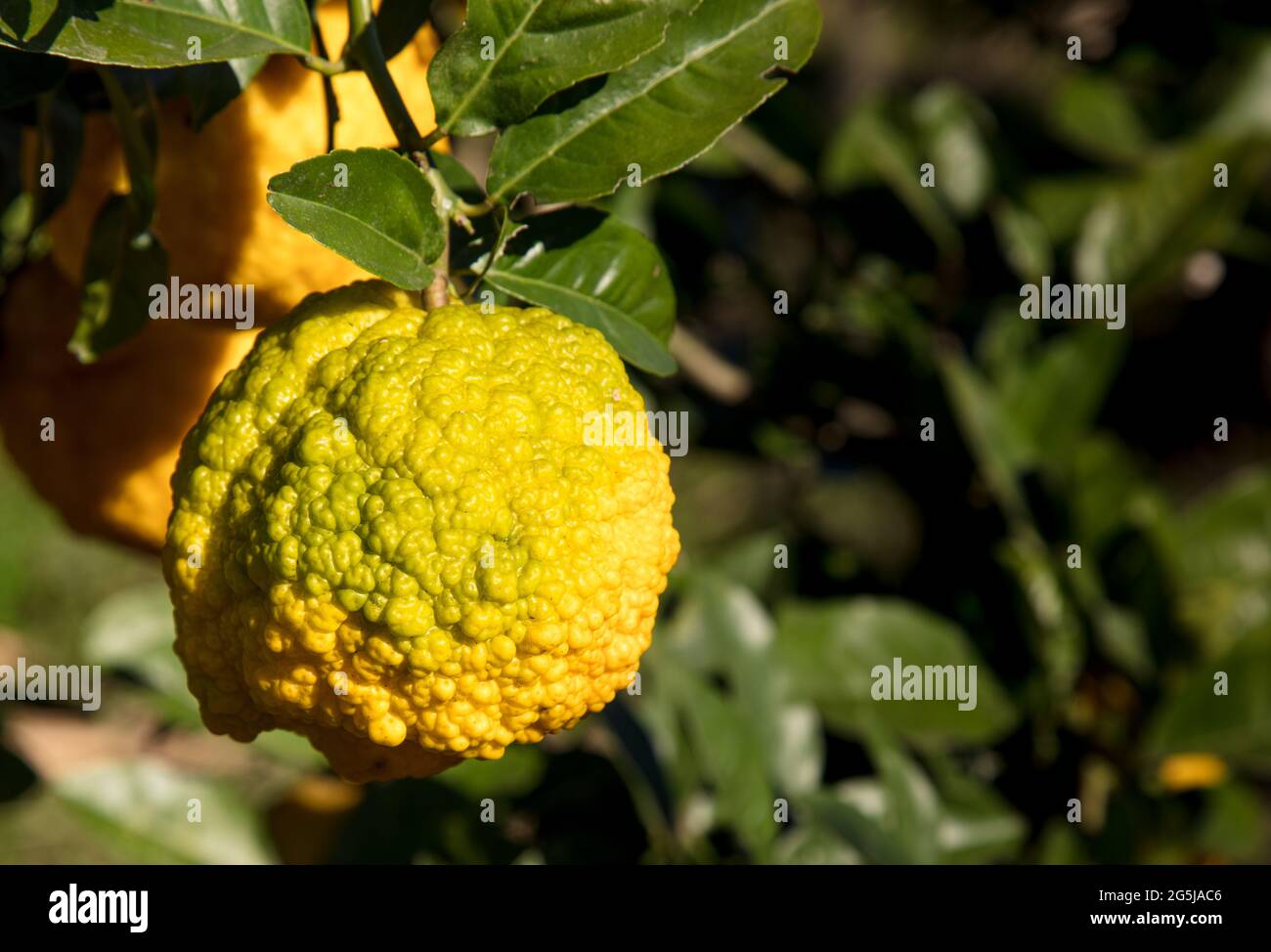 Yellow citron fruit hi-res stock photography and images - Alamy