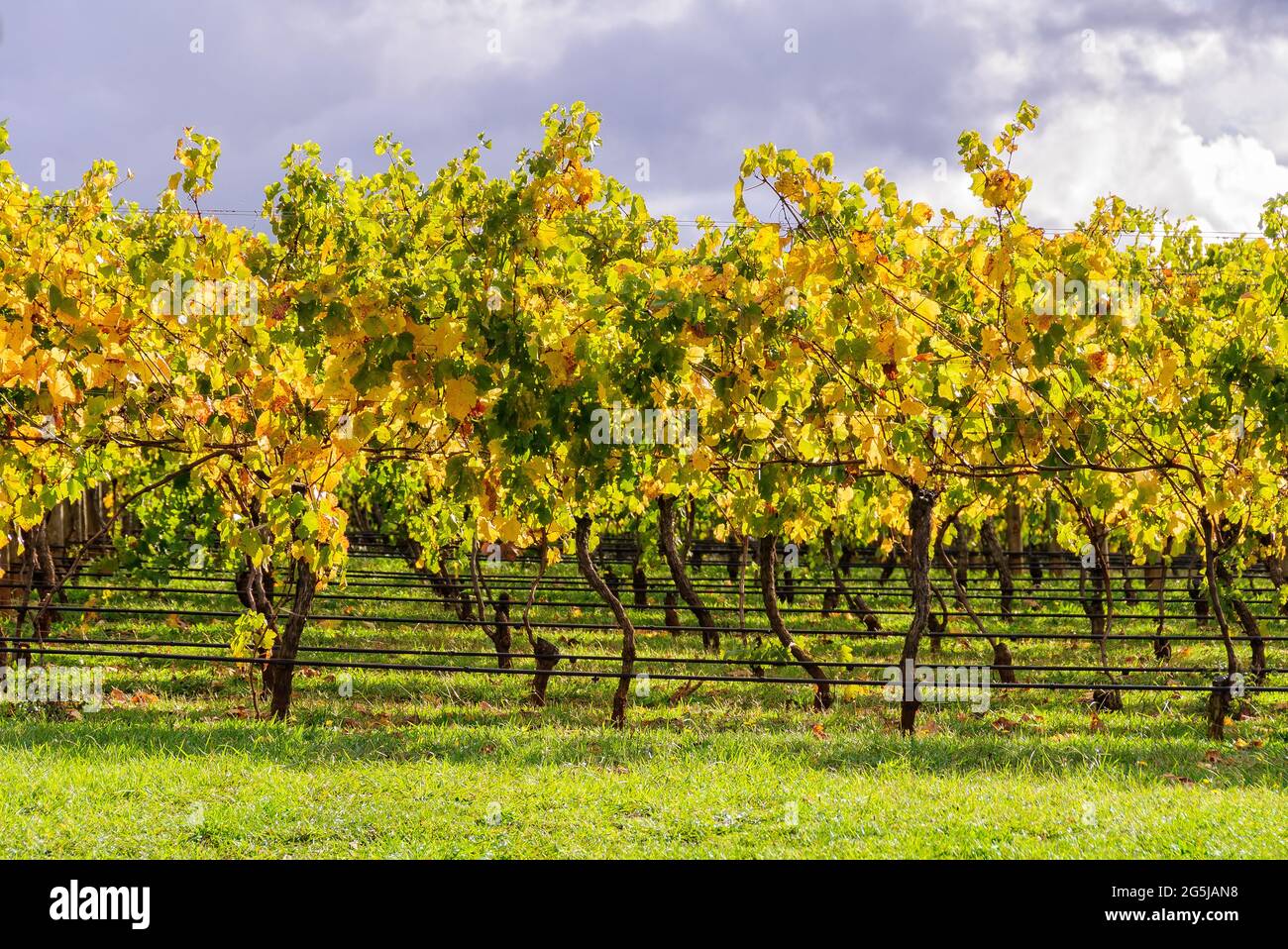 Autumn vineyard under heavy clouds - Seville, Victoria, Australia Stock ...