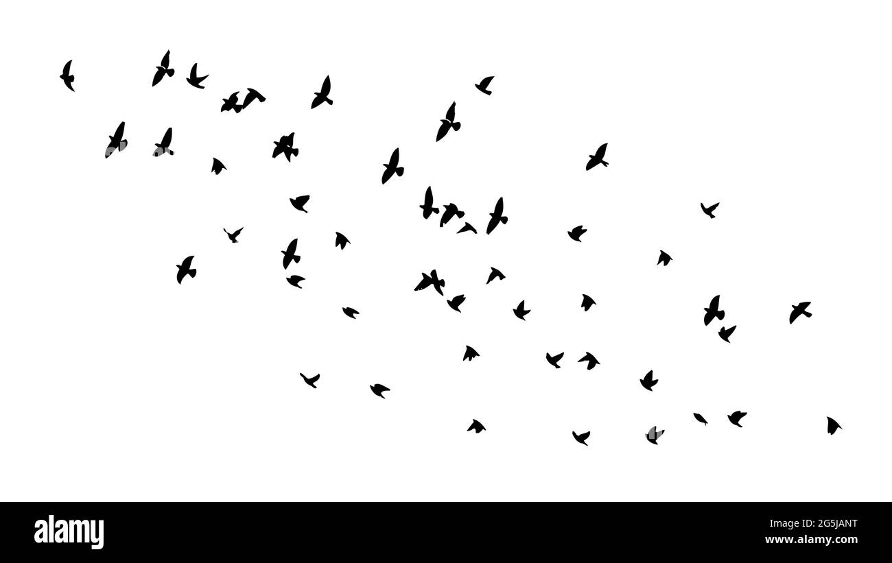A flock of flying birds. Vector Stock Vector Image & Art - Alamy