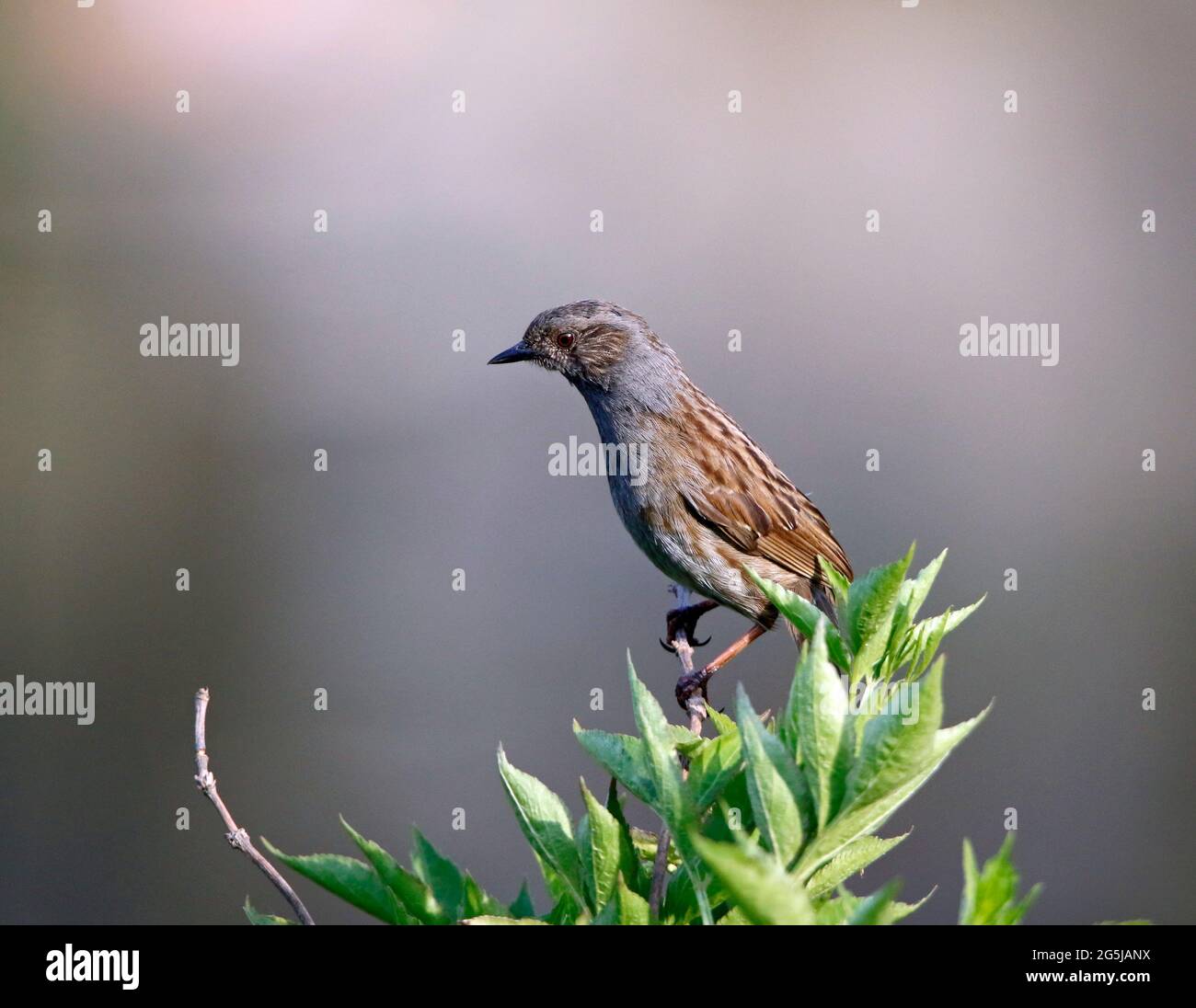 Dunnock pictures hi-res stock photography and images - Alamy