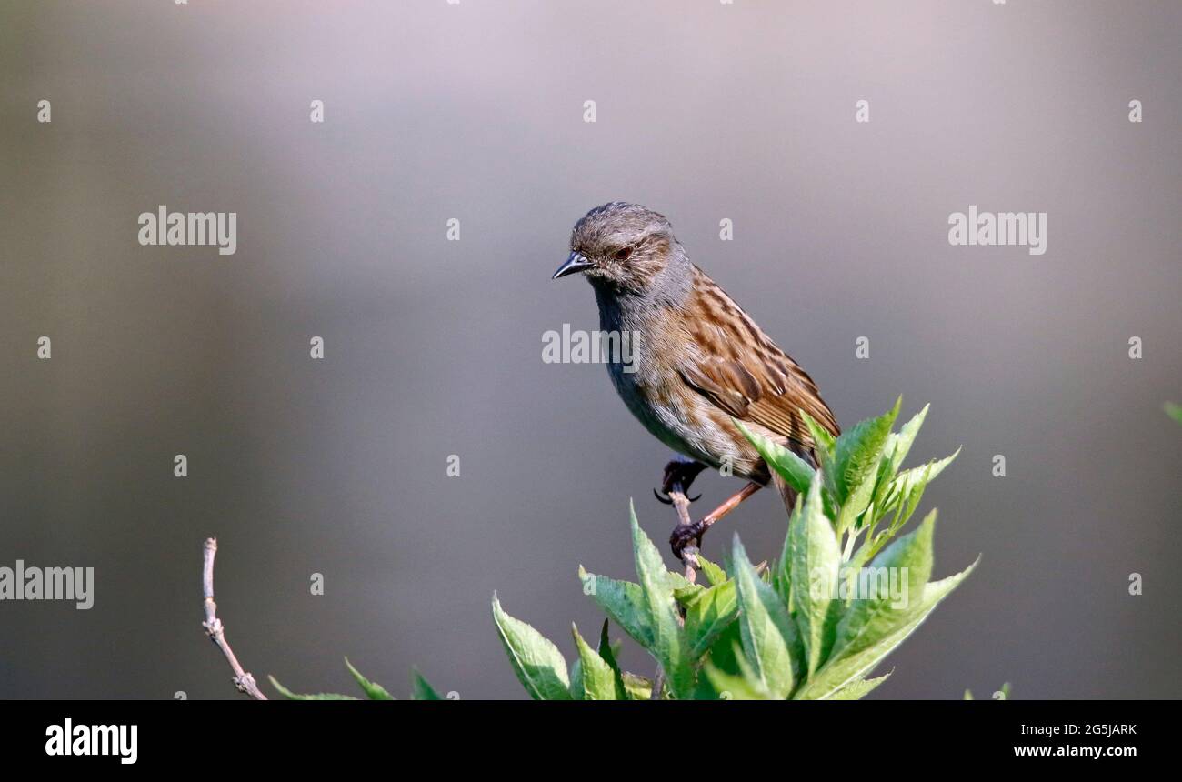 Dunnock pictures hi-res stock photography and images - Alamy