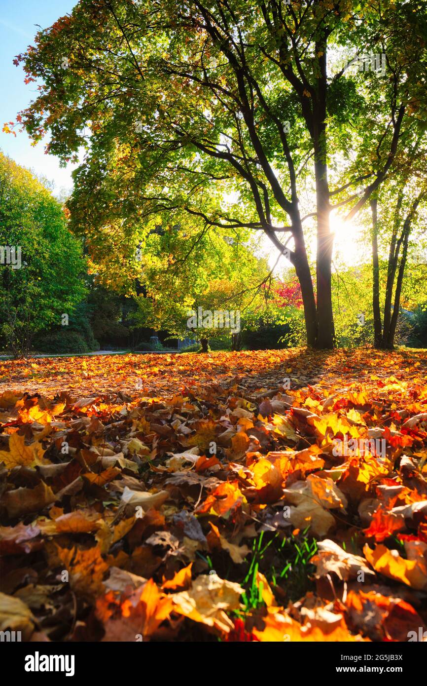 Golden autumn fall October in famous Munich relax place - Englishgarten ...