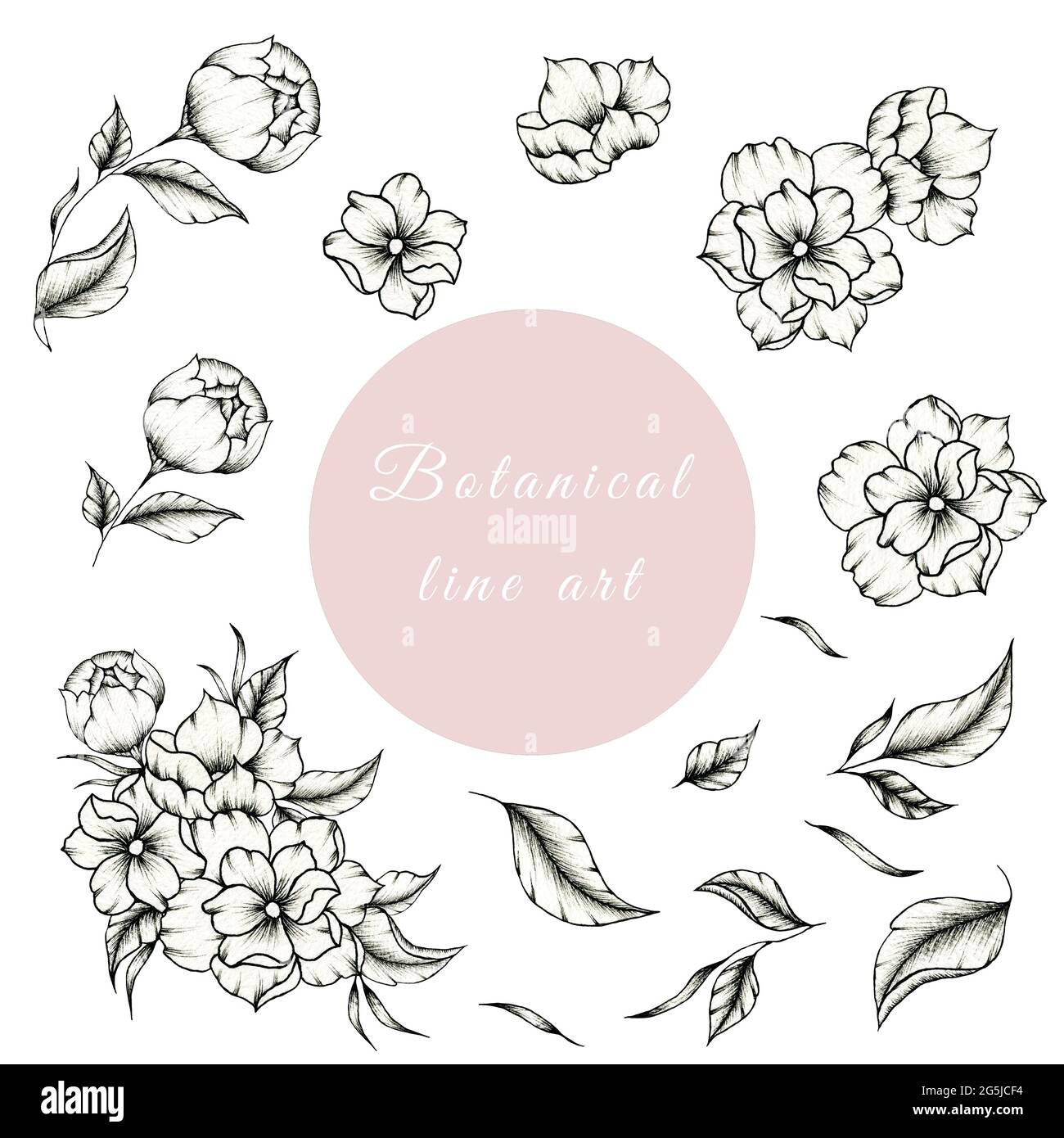 Collection of floral ink fine line isolated on white, vintage set of ...