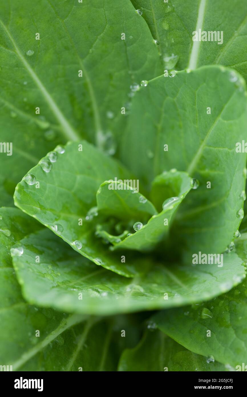 Pak Choi 'Green Revolution' Stock Photo - Alamy