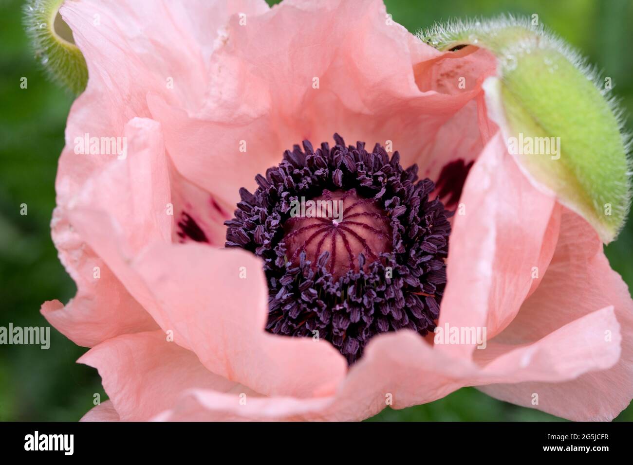 Poppy reef hi-res stock photography and images - Alamy