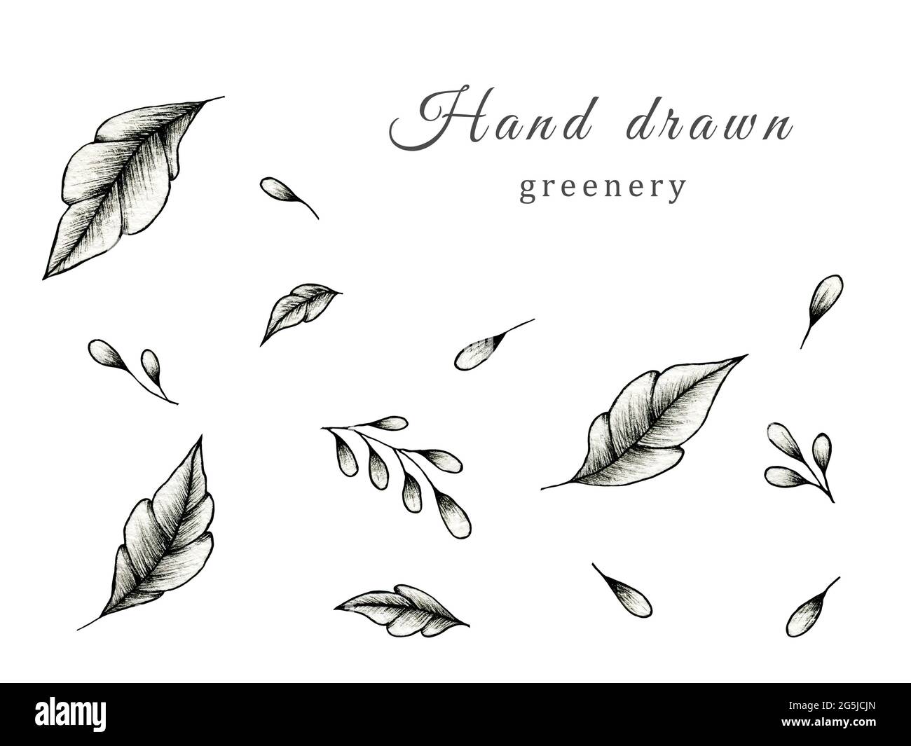 Vintage fine line greenery drawing collection isolated on white, black ...