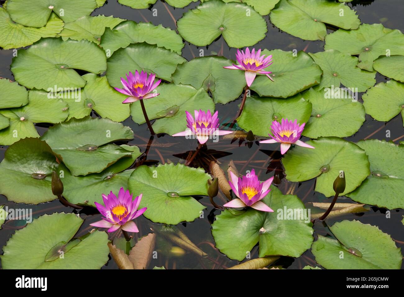 Lotus Flower pond Stock Photo - Alamy