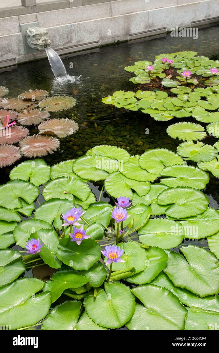 Lotus Flower pond Stock Photo - Alamy