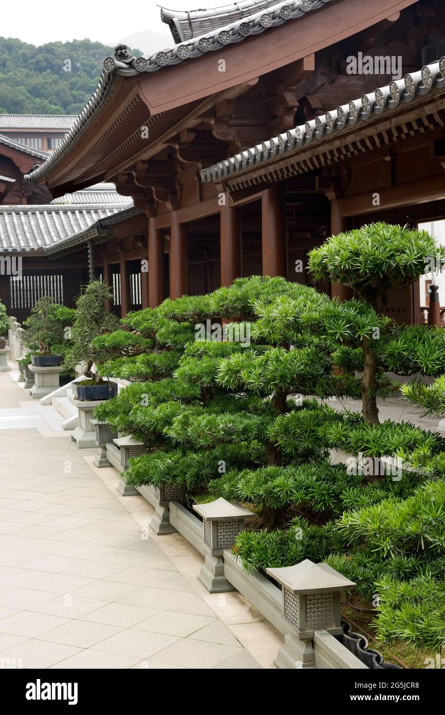 Bonsai trees in front of Chinese Tang dynasty temple Stock Photo - Alamy