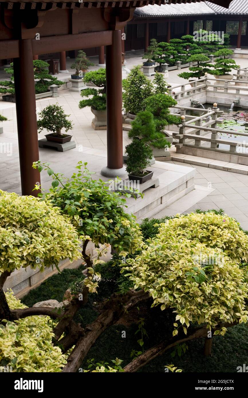 Bonsai trees, Chinese Tang dynasty temple and Lotus flower ponds Stock ...