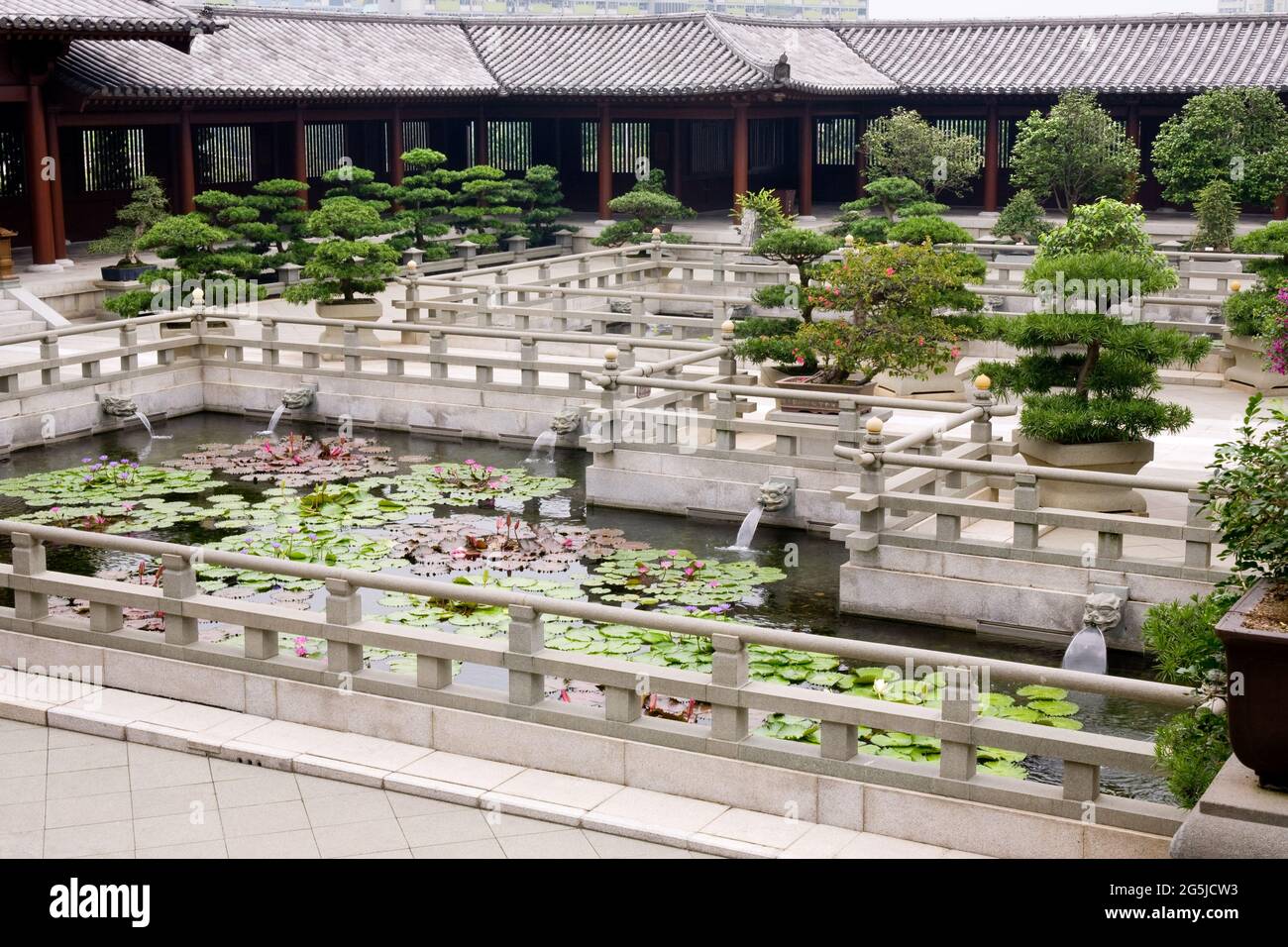Bonsai trees, Chinese Tang dynasty temple and Lotus flower ponds Stock ...