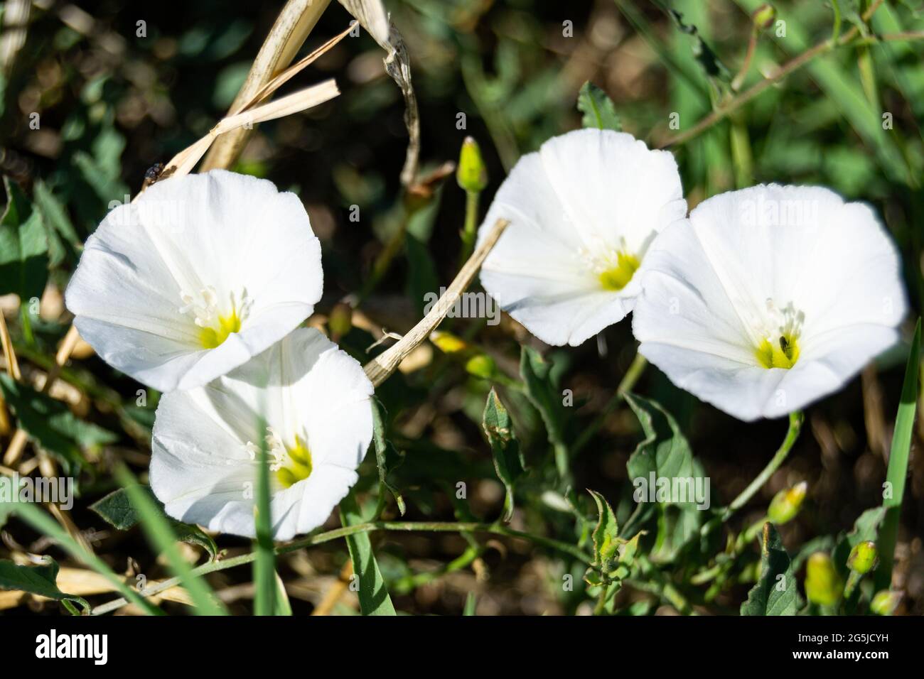 Round white flowers hi-res stock photography and images - Alamy