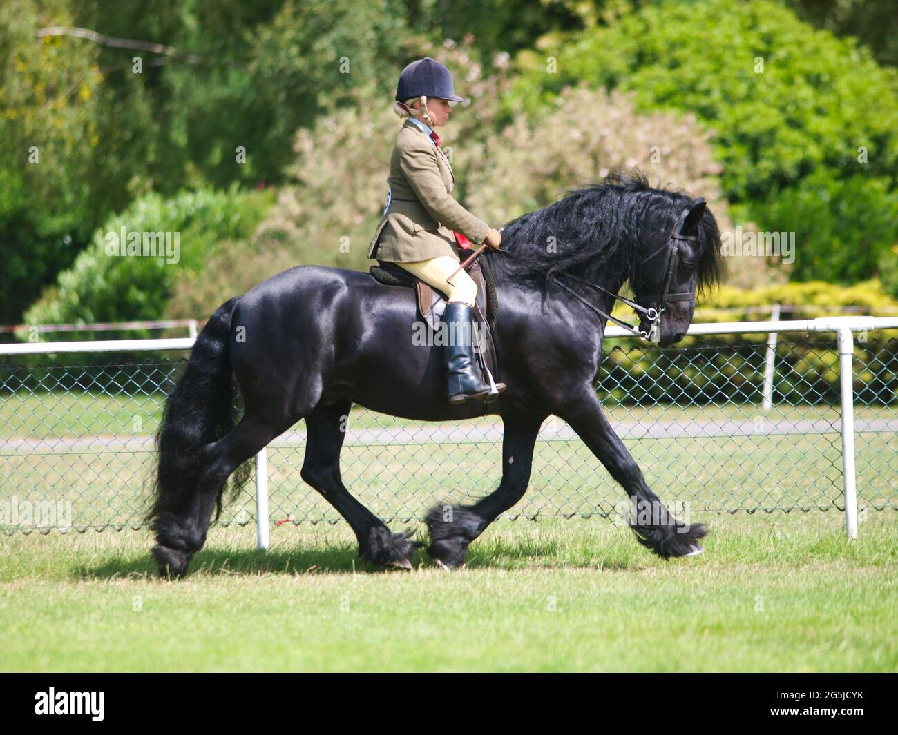 A rare breed Fell pony trotting in the show ring Stock Photo - Alamy