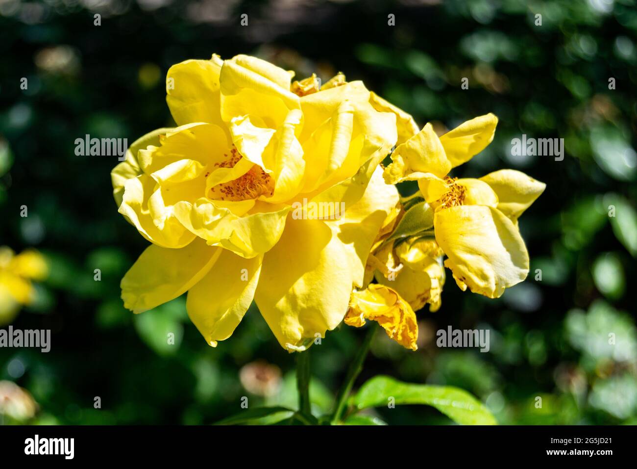 Flowers with yellow petals in a park in Madrid, Spain. Europe ...