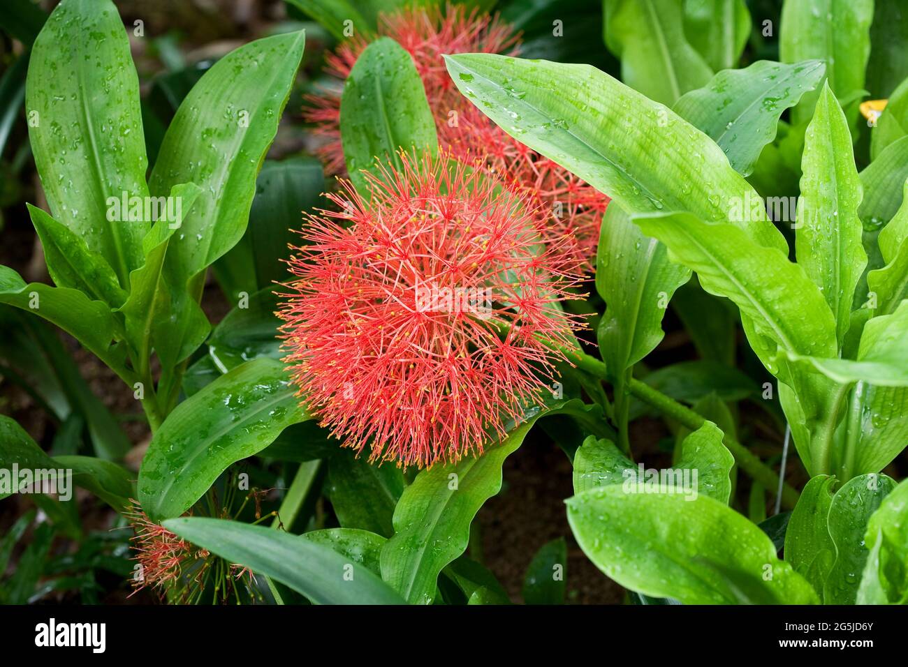 Lycoris plants hi-res stock photography and images - Alamy