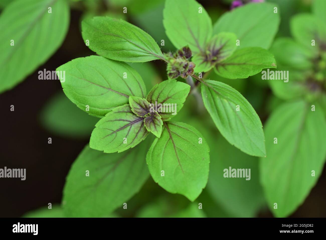 Close up purple basil plant hi-res stock photography and images - Alamy