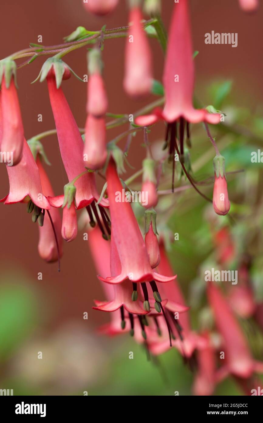 Phygelius phygelius x rectus hi-res stock photography and images - Alamy
