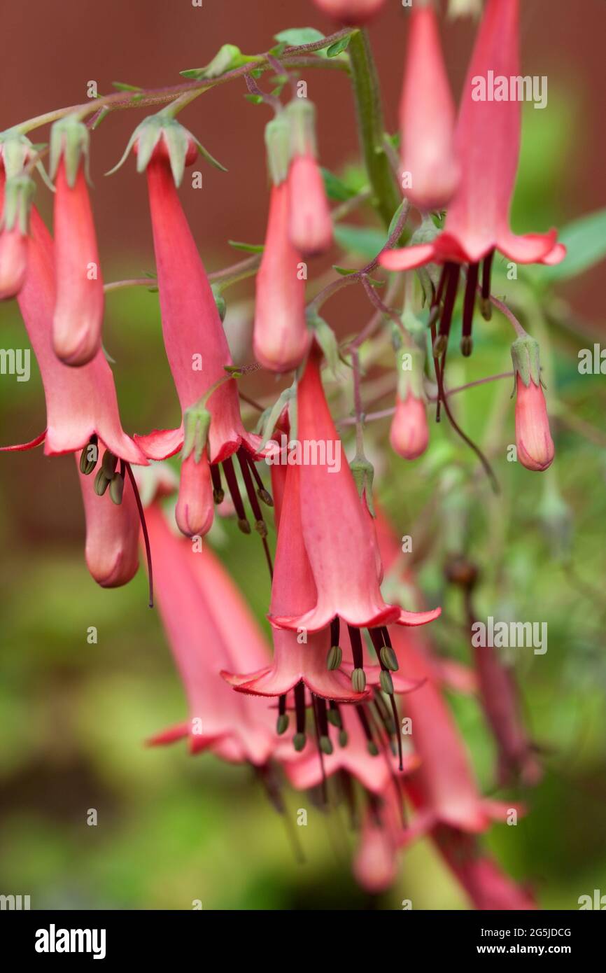 Phygelius x rectus 'African Queen' Stock Photo - Alamy