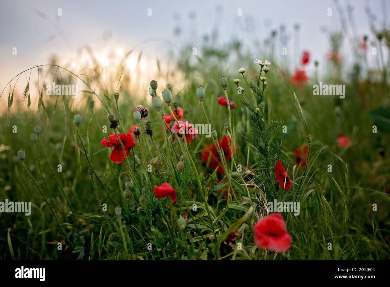 Poppy field on sunset, flowers and grass , sun and beautiful sky Stock ...