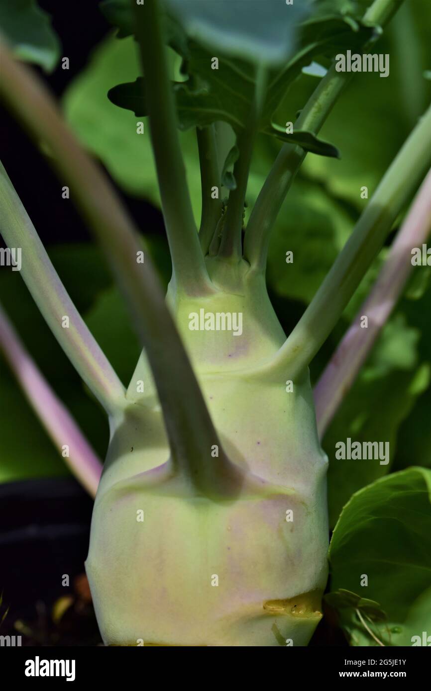 Pear shaped leaf hi-res stock photography and images - Alamy