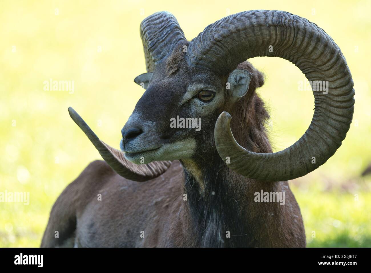 Mufflon, Ovis gmelini musimon, male, Maennchen, Mouflon, Horn ...
