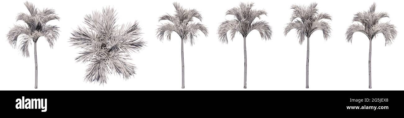 Set or collection of drawings of Palm trees isolated on white ...