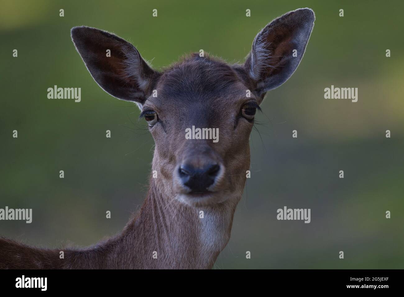 Weibchen close up hi-res stock photography and images - Alamy