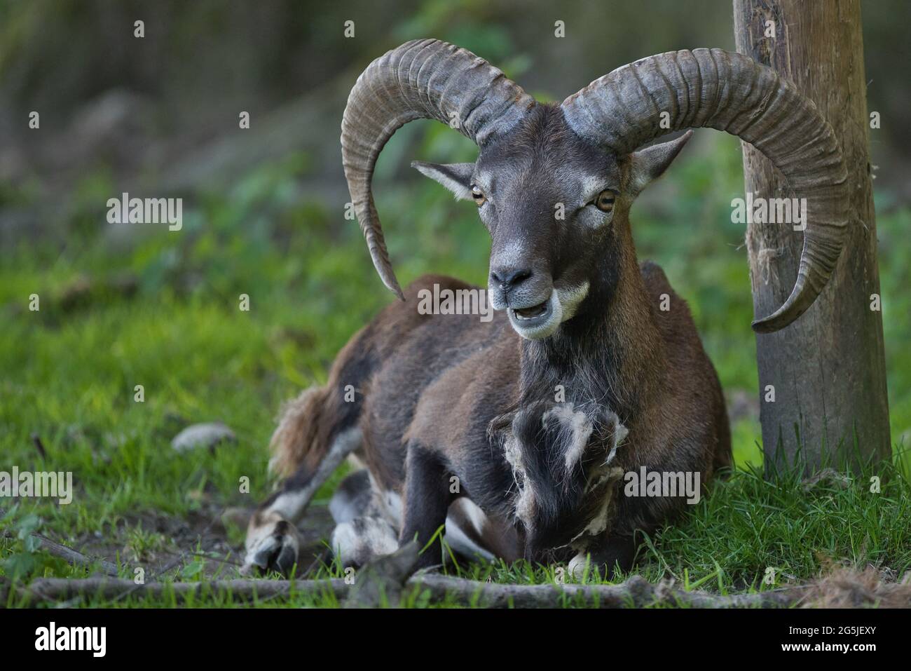 Mufflon male ovis orientalis hi-res stock photography and images - Alamy