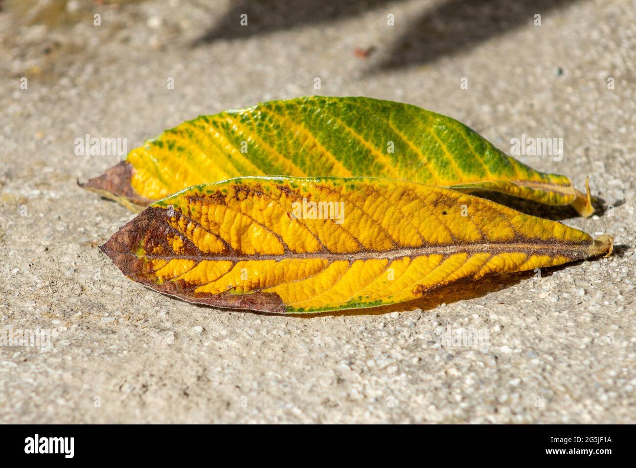 Autumn Leaves Drying Out in the Sun Stock Photo - Alamy