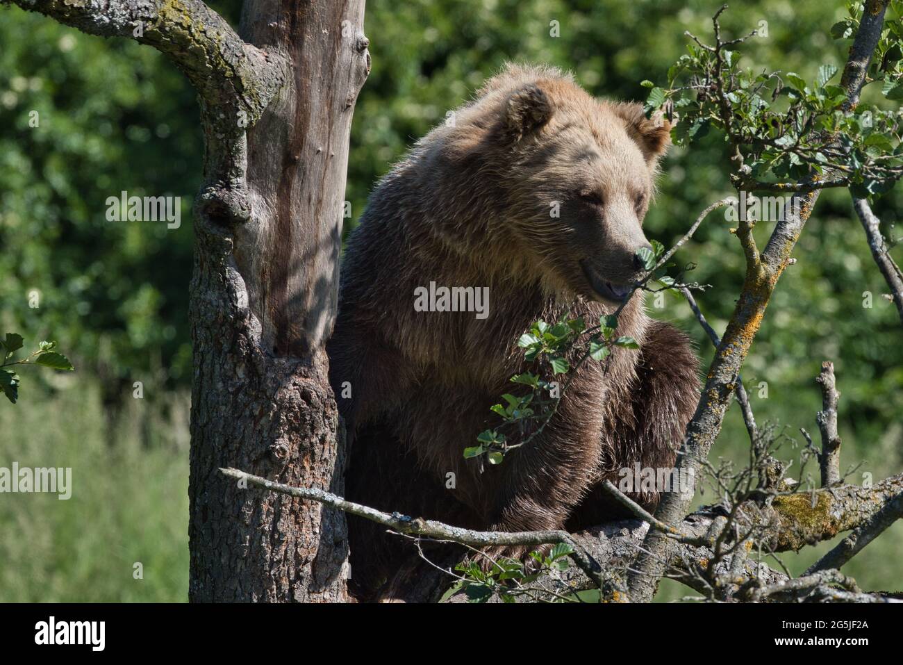 Ursidae carnivora hi-res stock photography and images - Alamy