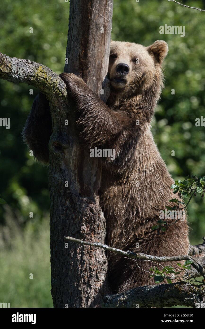 Braun baer hi-res stock photography and images - Alamy