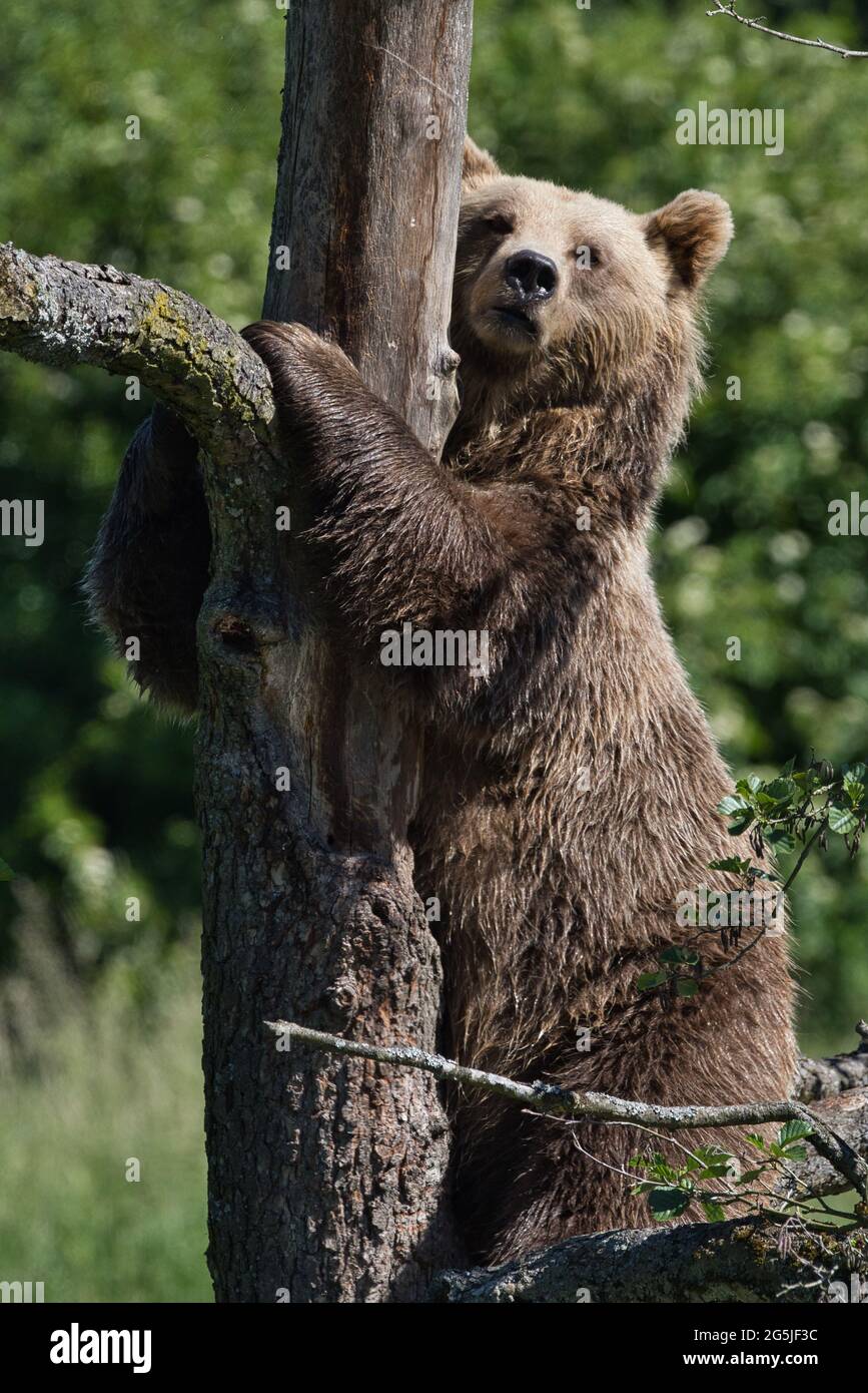 Ursidae carnivora hi-res stock photography and images - Alamy