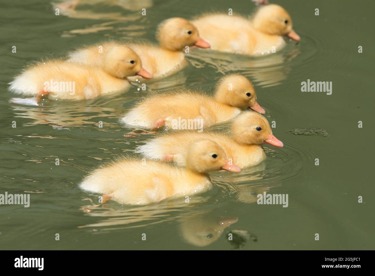 Vogel,Wasservogel,Bird,Waterbird, anser anser domestica, female,cubs ...