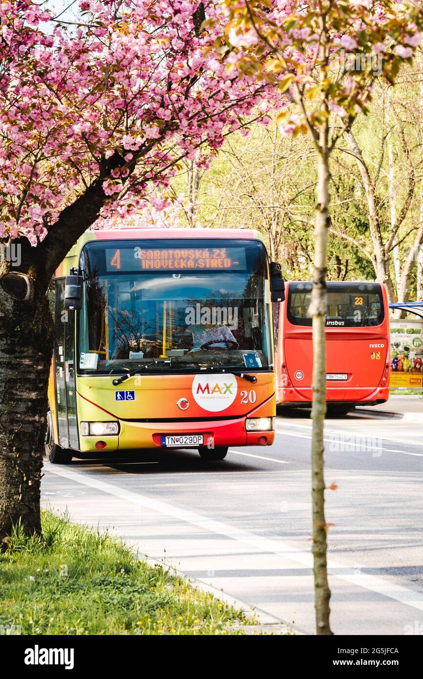 Colorful bus driving on main road in city with spring trees in front ...