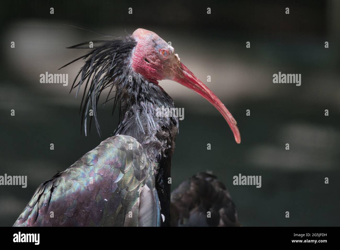Waldvogel hi-res stock photography and images - Alamy