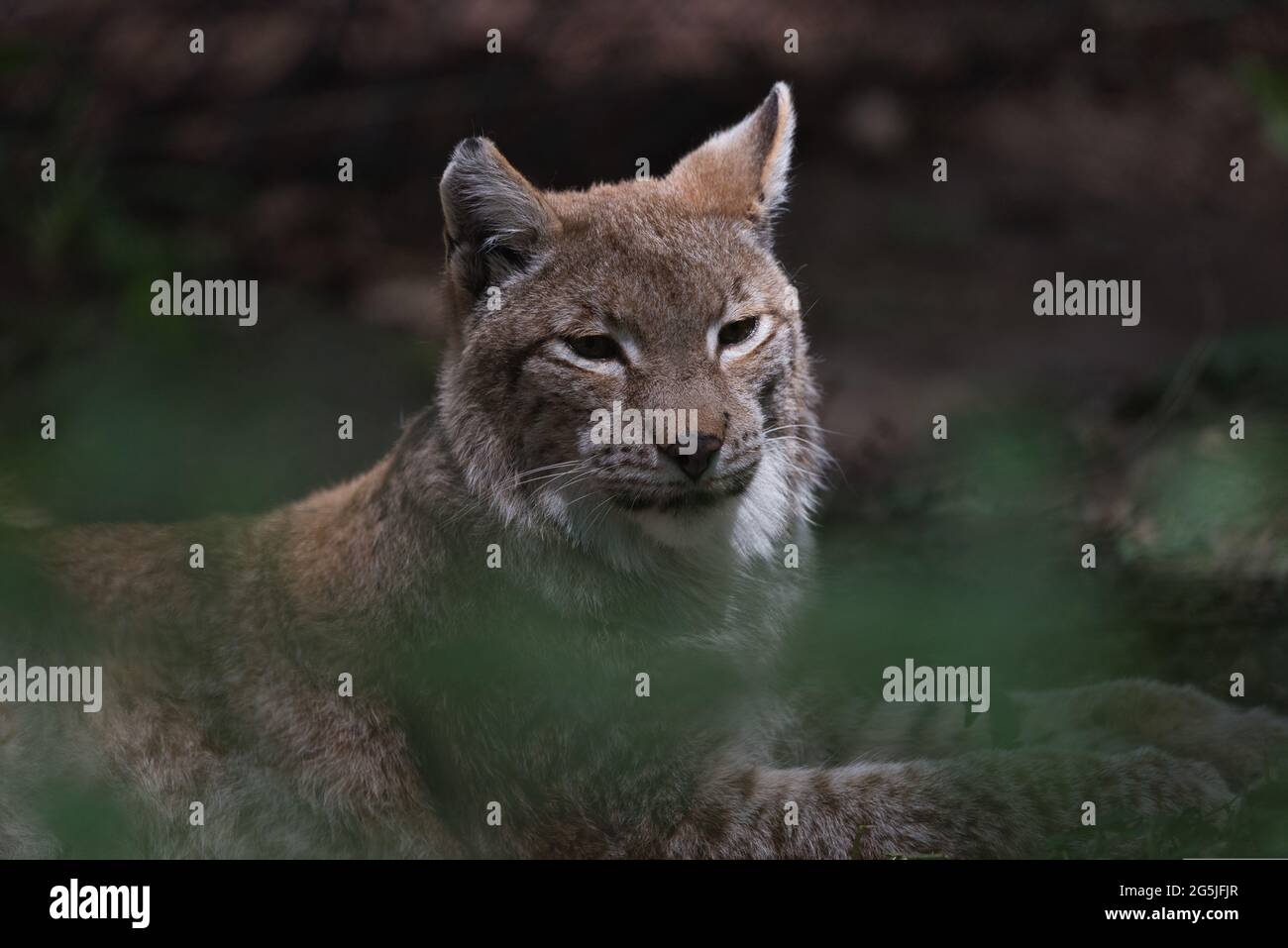 Katze,cat, Luchs, lynx lynx, predator,hunter, eurasian, fauna, bobcat ...