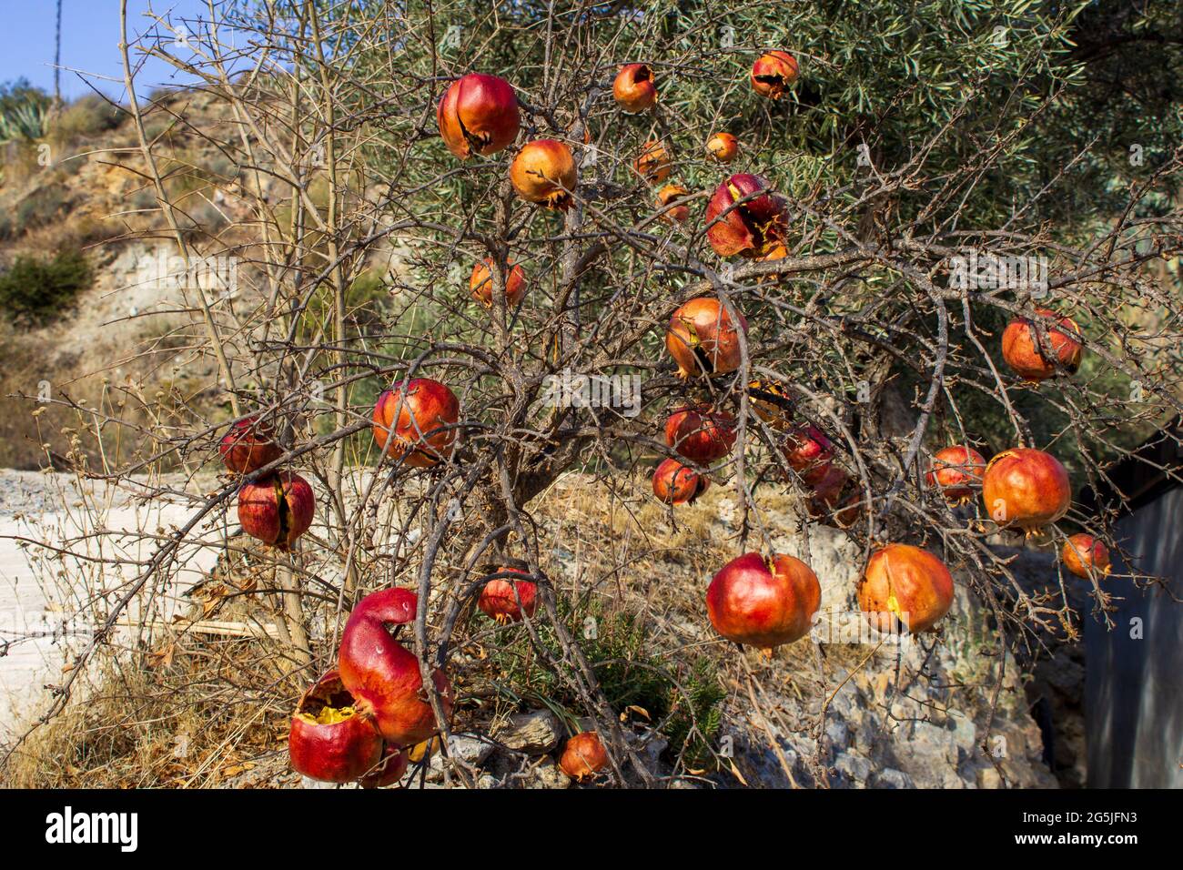 Punica granatum, Dried Up Pomegranate Tree, the Fruit Left to the Birds ...